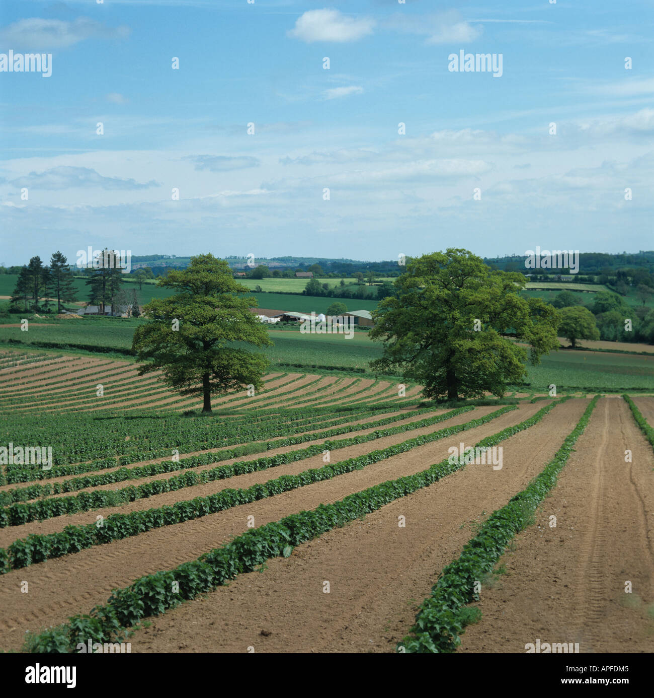Row of bushes hi-res stock photography and images - Alamy