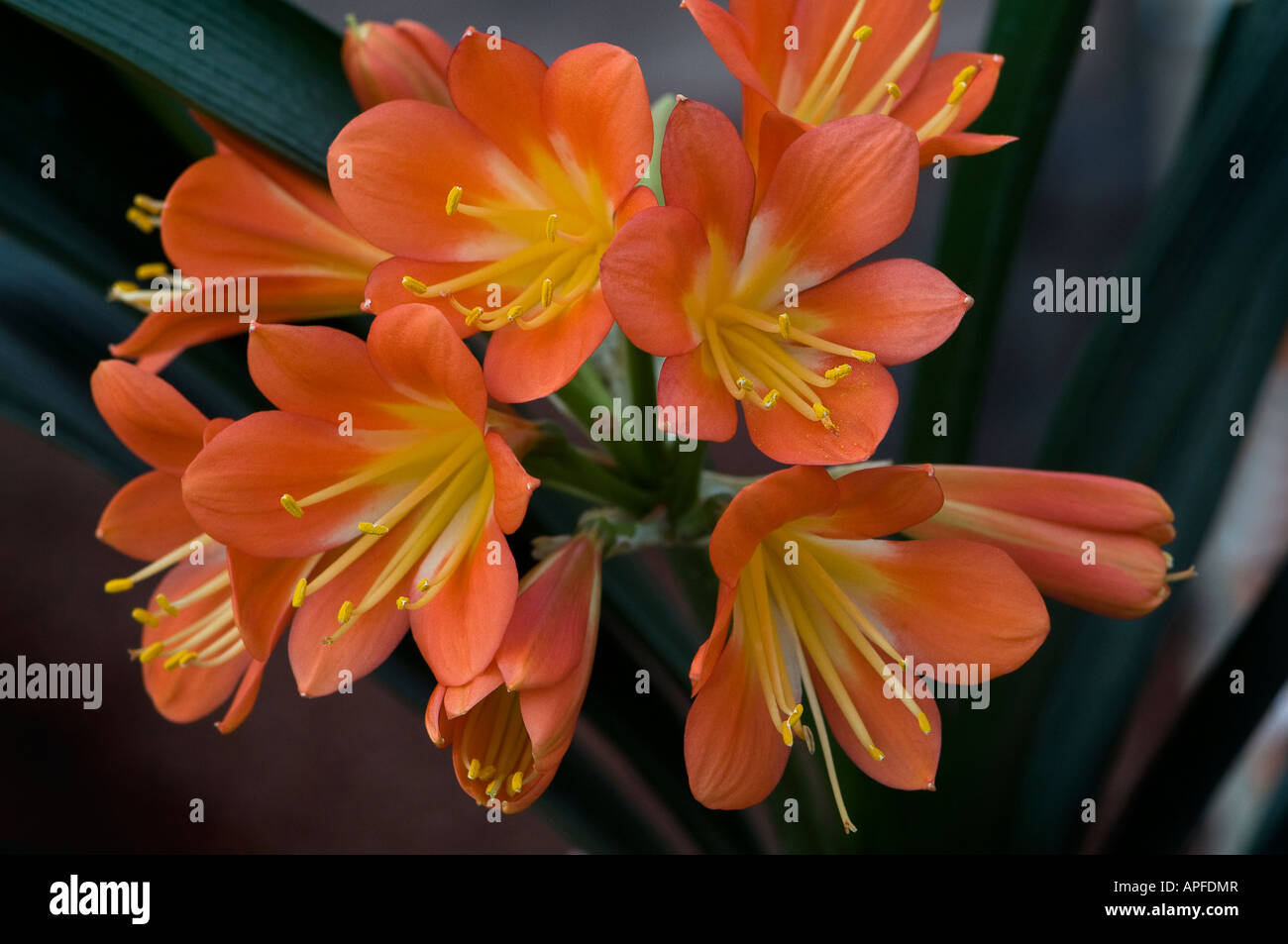 Kafir hi-res stock photography and images - Alamy