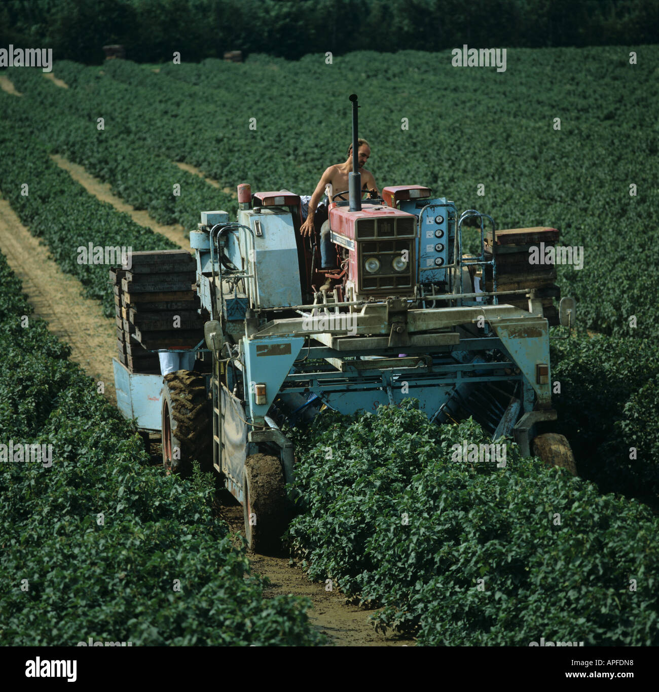 International harvester or mechanical picker harvesting a blackcurrant ...