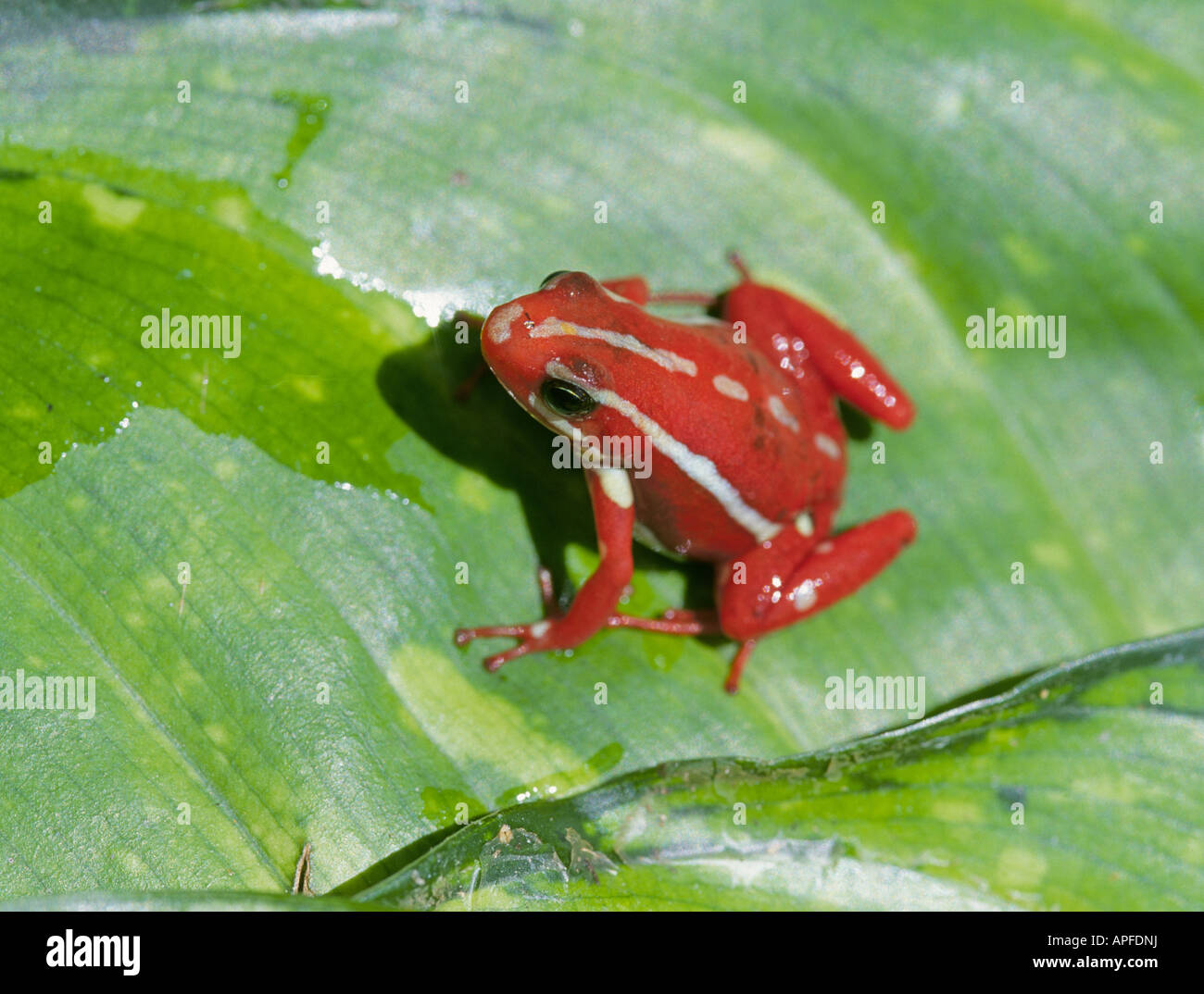 Phantasmal poison frog epipedobates tricolor phantasmal poison arrow ...