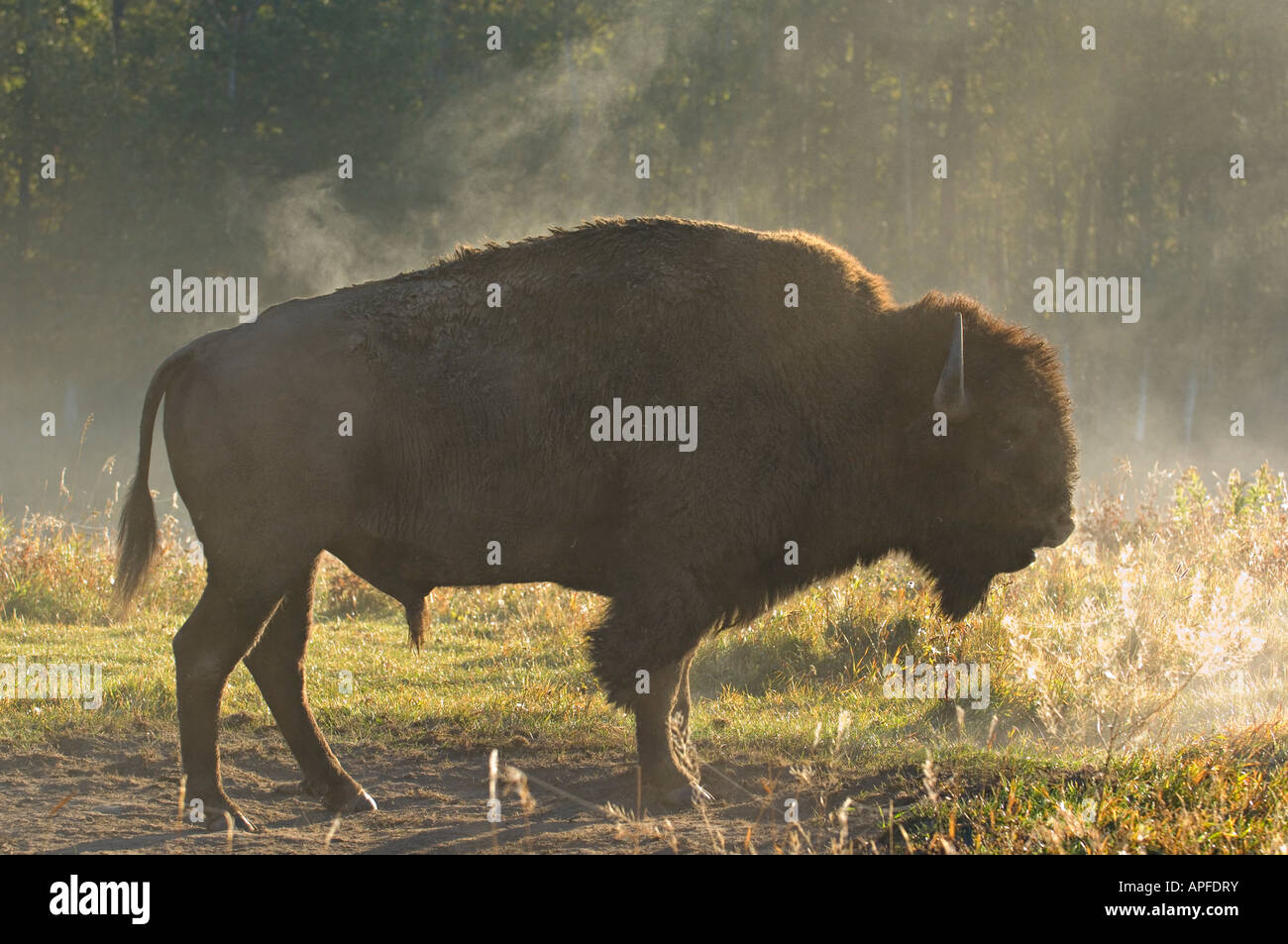 A side view of a male Bison Stock Photo - Alamy