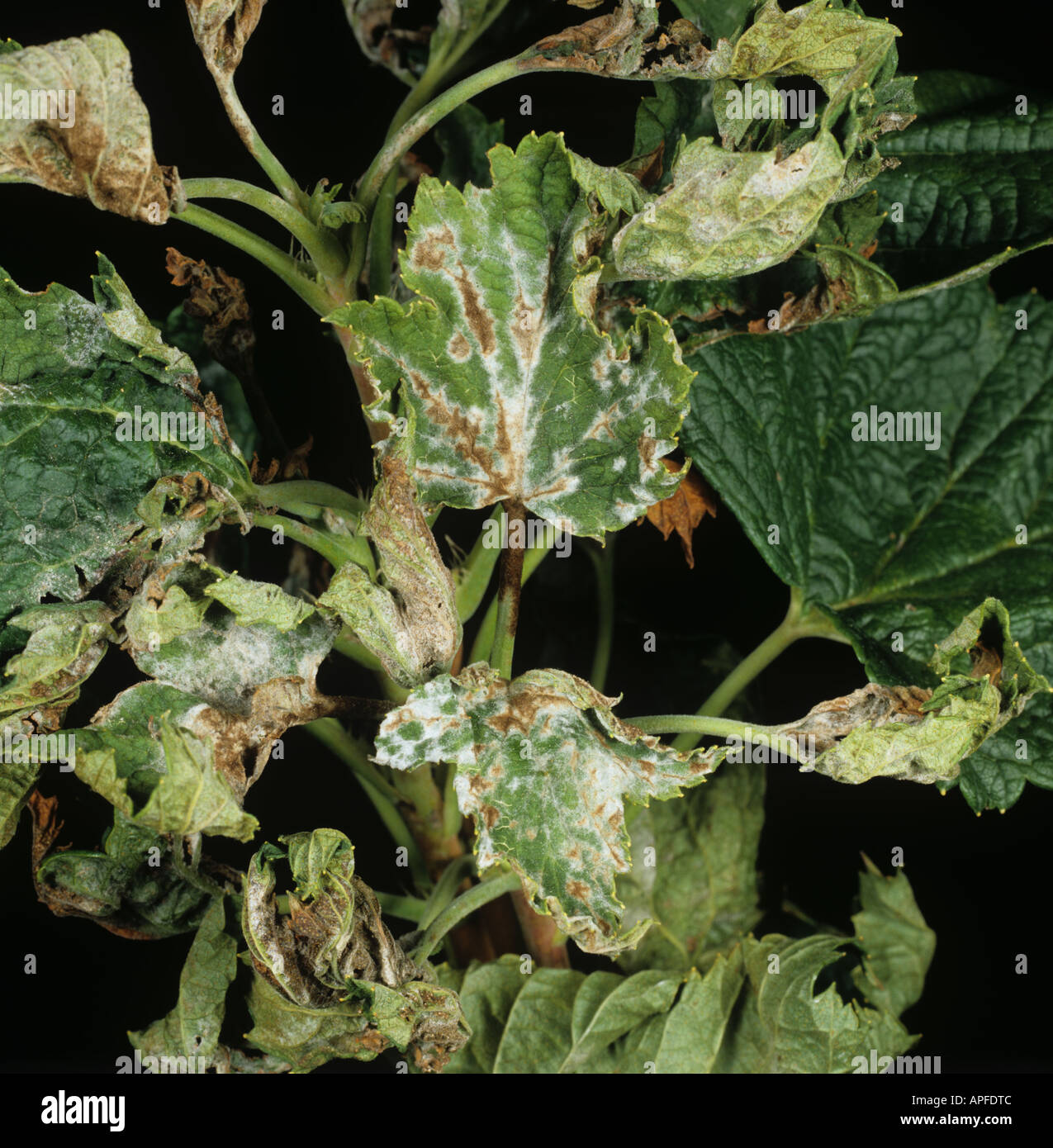 American powdery mildew Podosphaera mors uvae on blackcurrant leaves ...