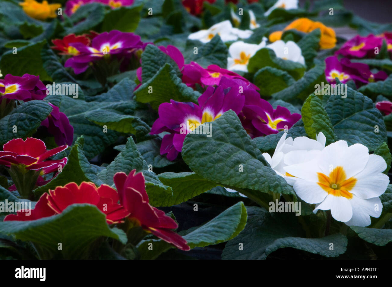 Primrose patch hi-res stock photography and images - Alamy