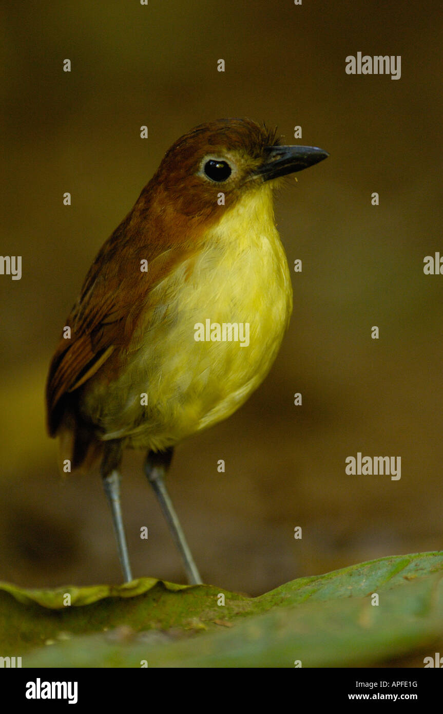 Yellow-breasted Antpitta. Antpittas are generally shy understory forest ...