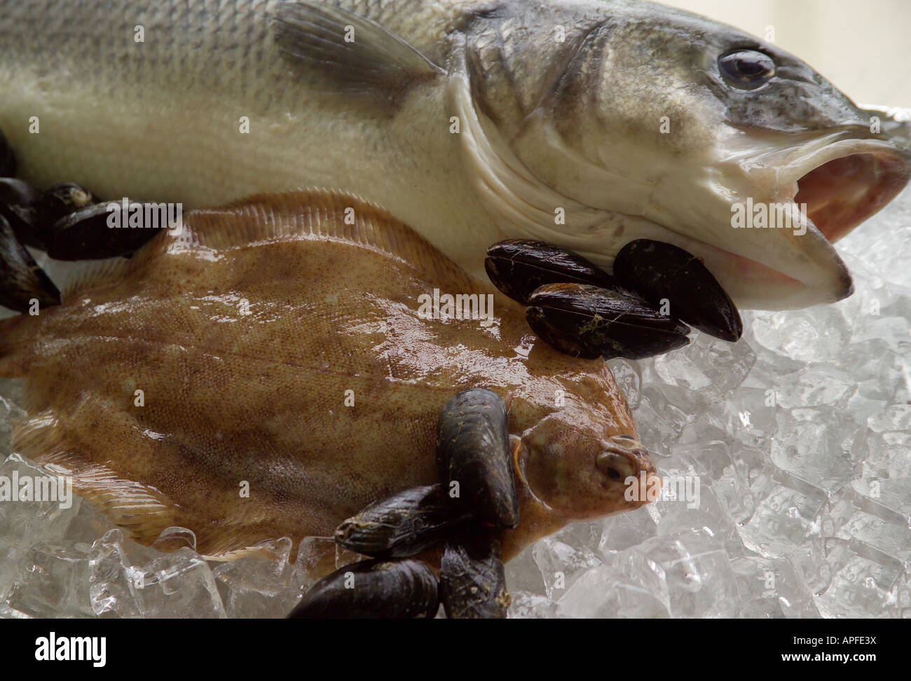 Fish on Ice with Mussels Stock Photo - Alamy