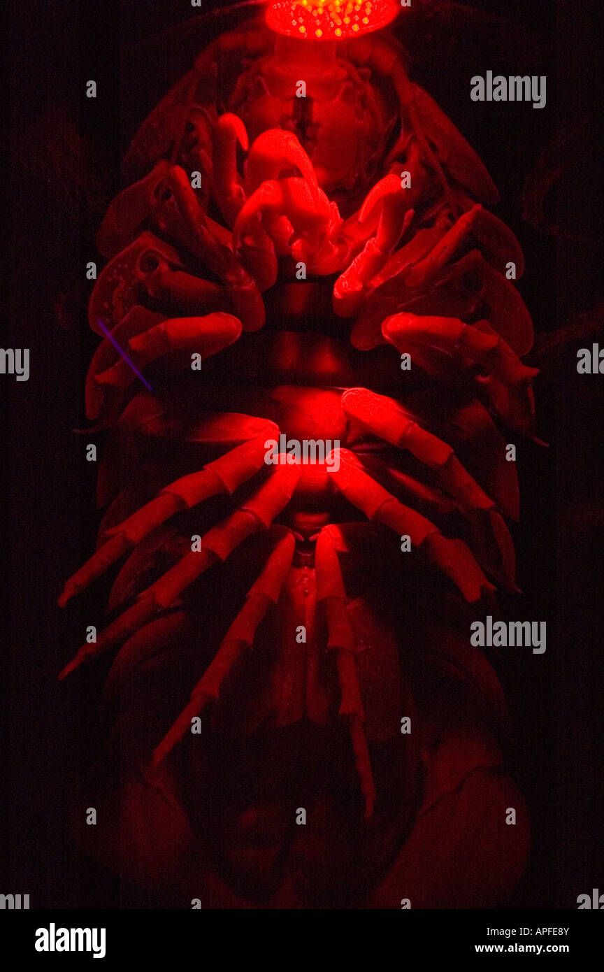 Deep sea creature crustacean, Bathynomis giganteus Stock Photo - Alamy