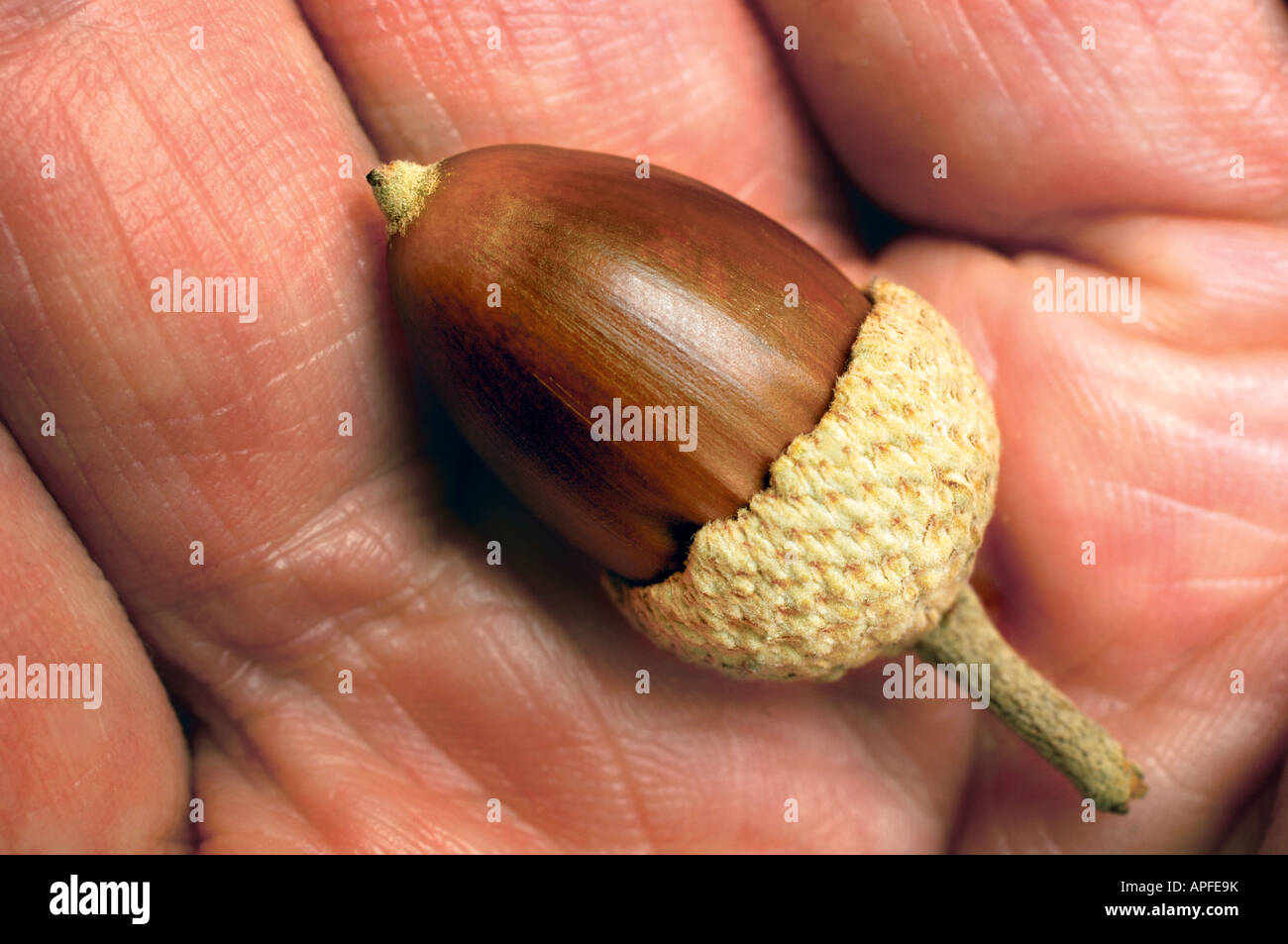 single oak acorn held in palm of hand Stock Photo - Alamy
