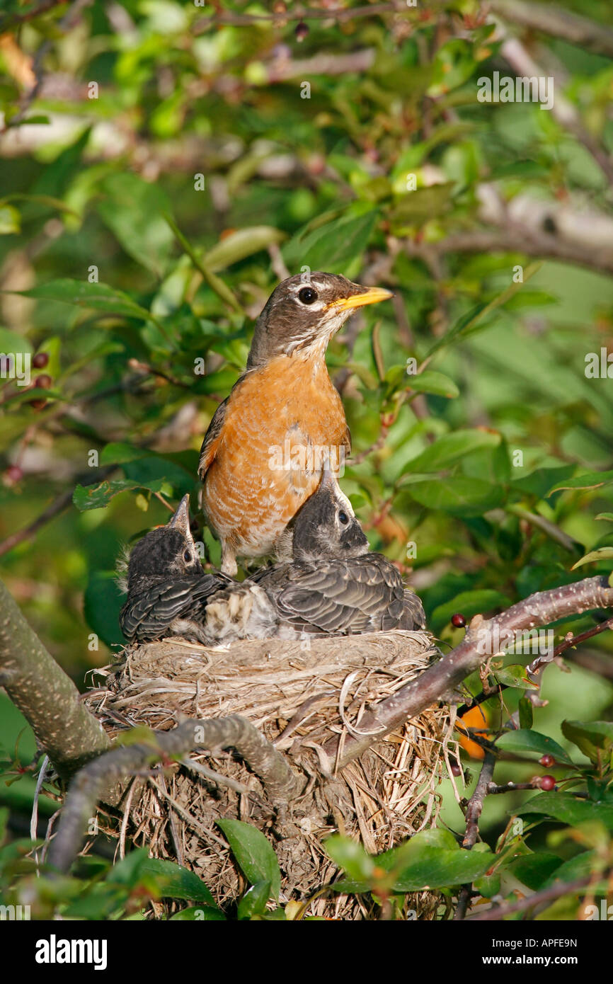 Female robin hi-res stock photography and images - Alamy