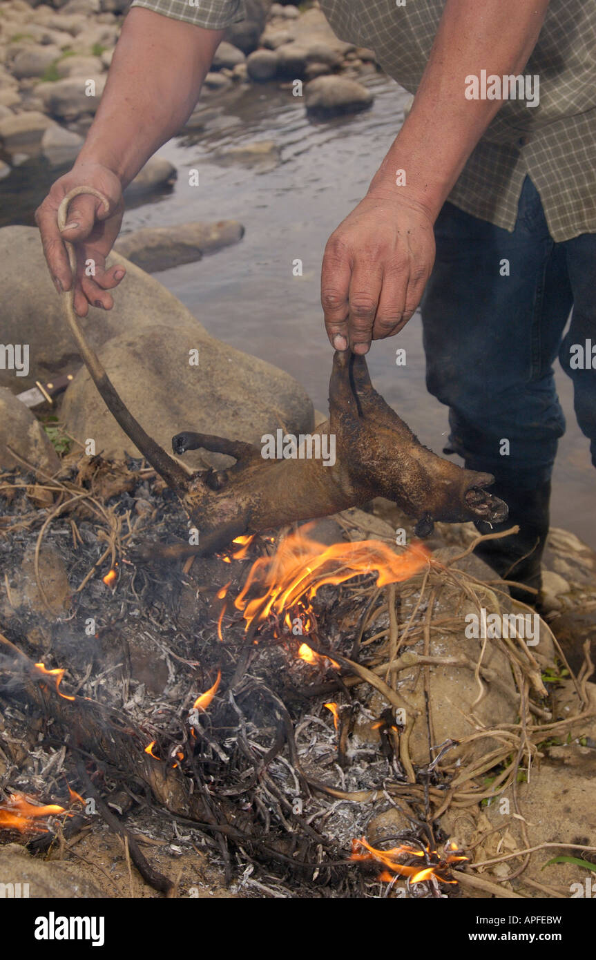 Possum being roasted for food. Mindo Cloud Forest. ECUADOR. South ...
