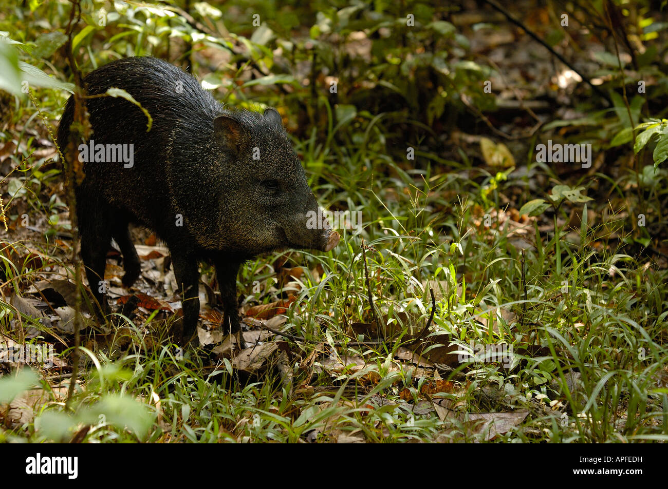 Collared Peccary (Tayassu tajacu) ?. Amazon Rain Forest. ECUADOR. South ...