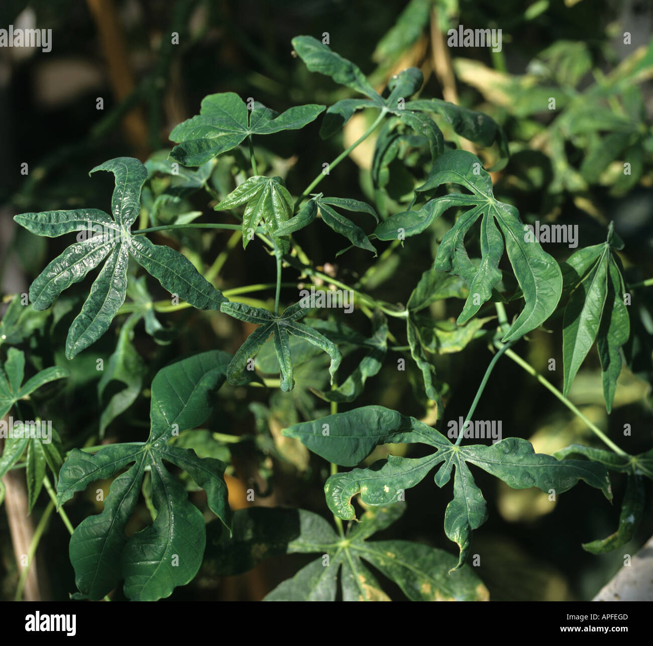 African cassava mosaic virus symptoms on cassava leaves Stock Photo - Alamy