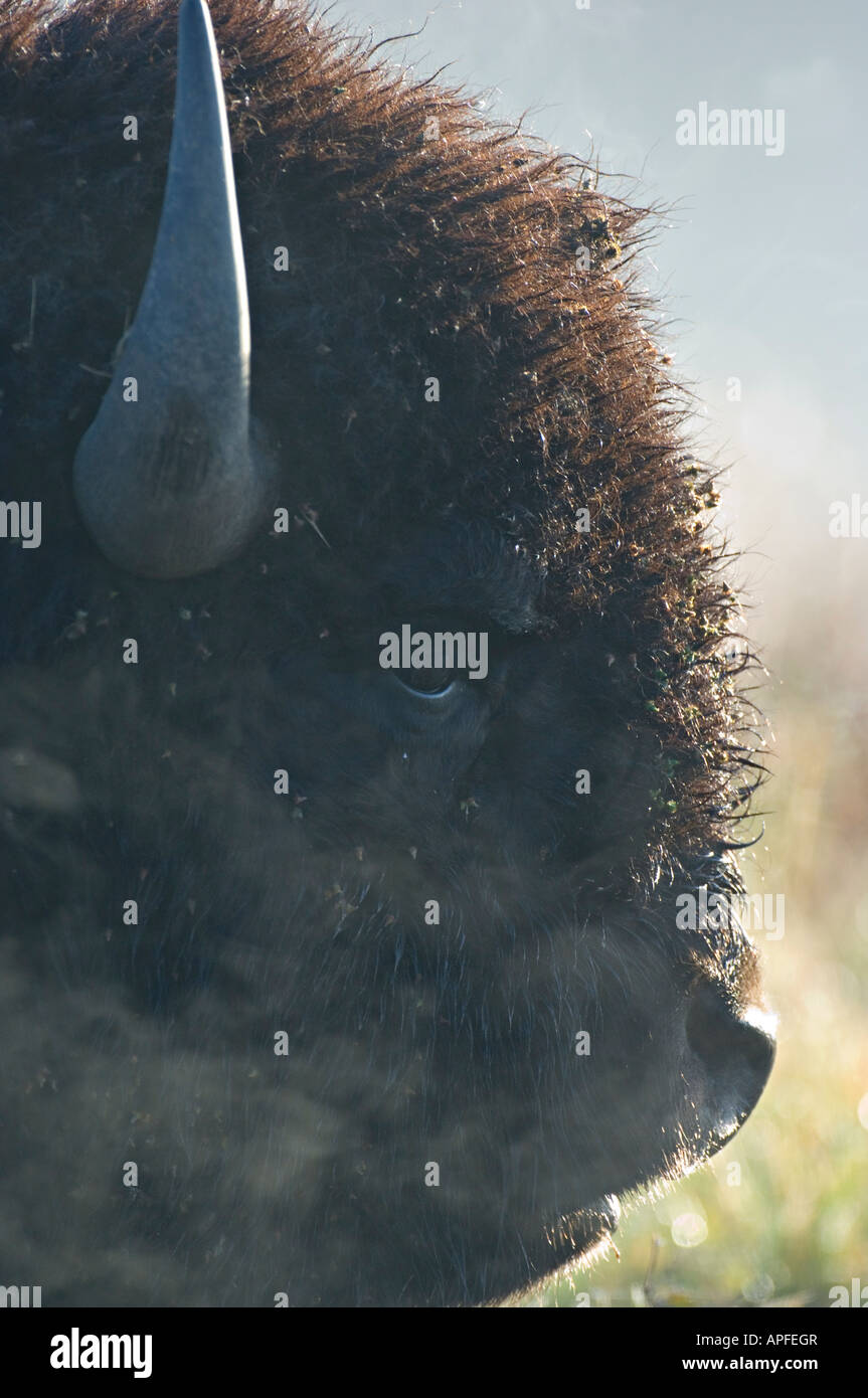 A close up of a Bison's face Stock Photo - Alamy