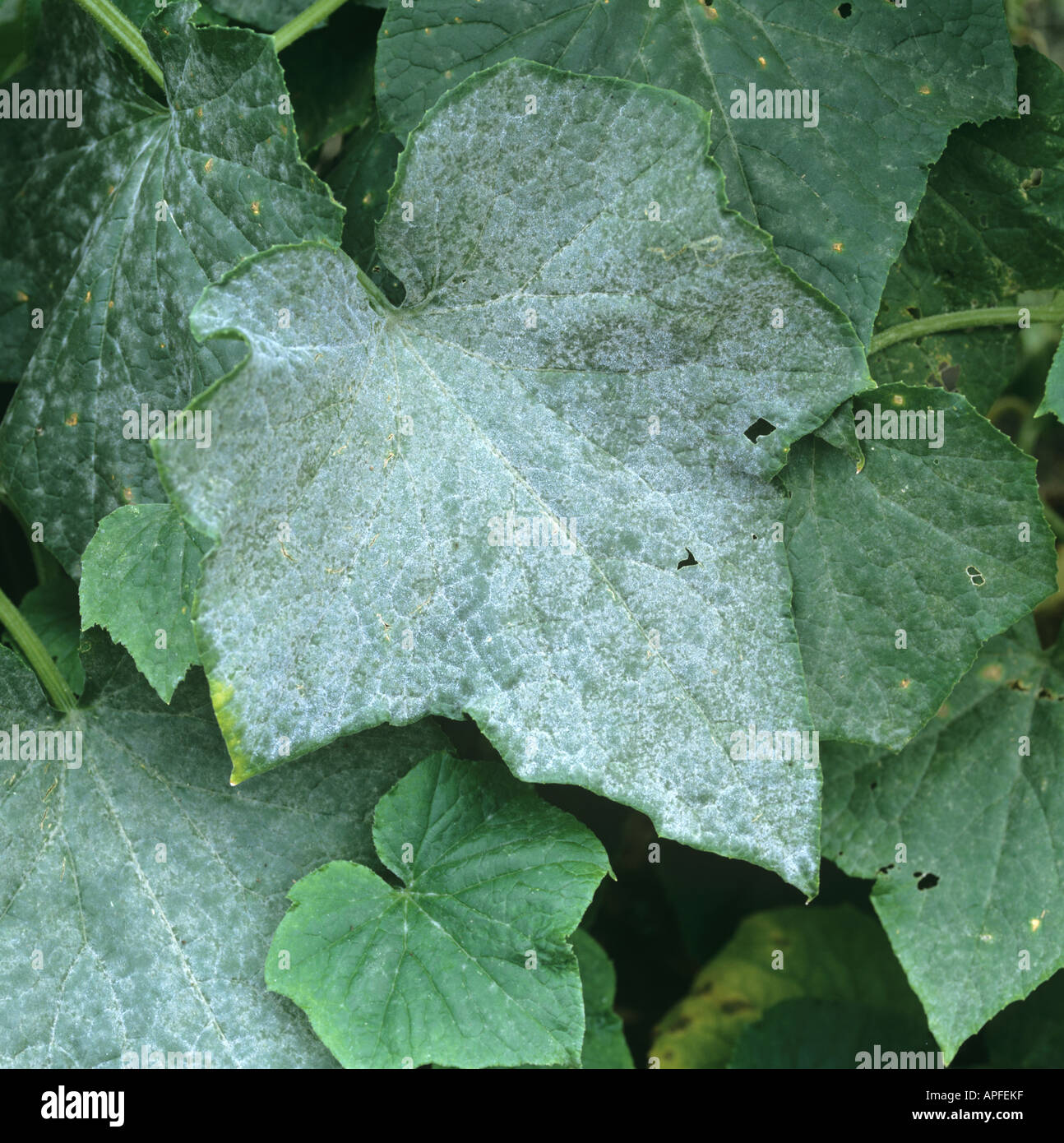 Powdery mildew Sphaerotheca fuliginea infection on glasshouse grown ...