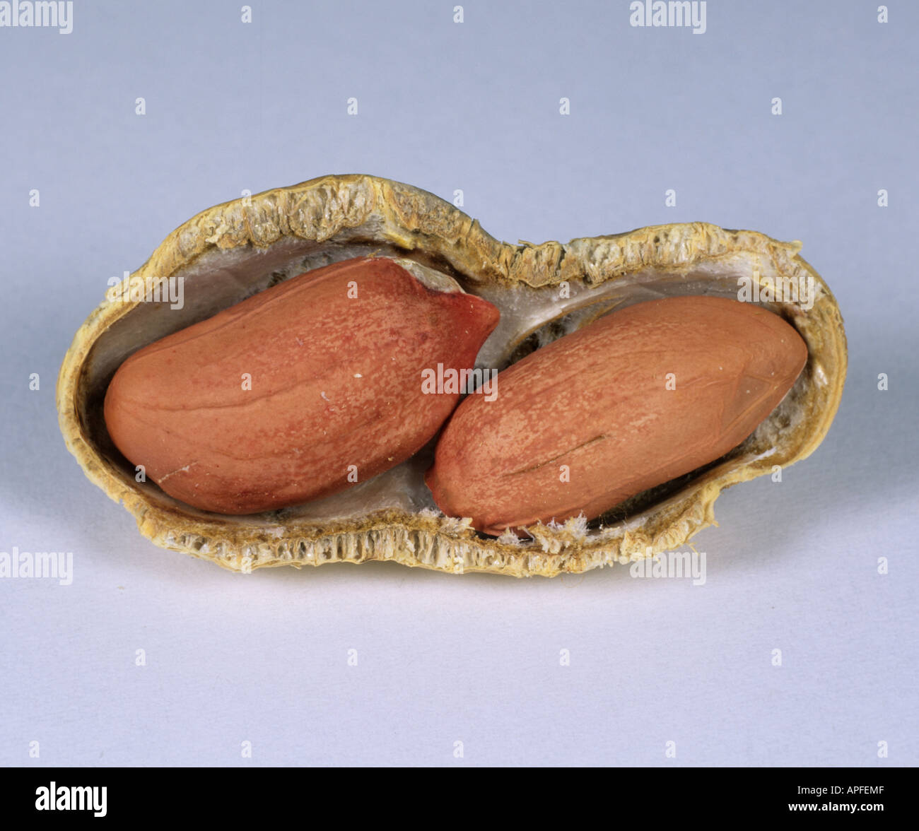 Peanut with part of the shell removed to show the seeds nuts Stock ...