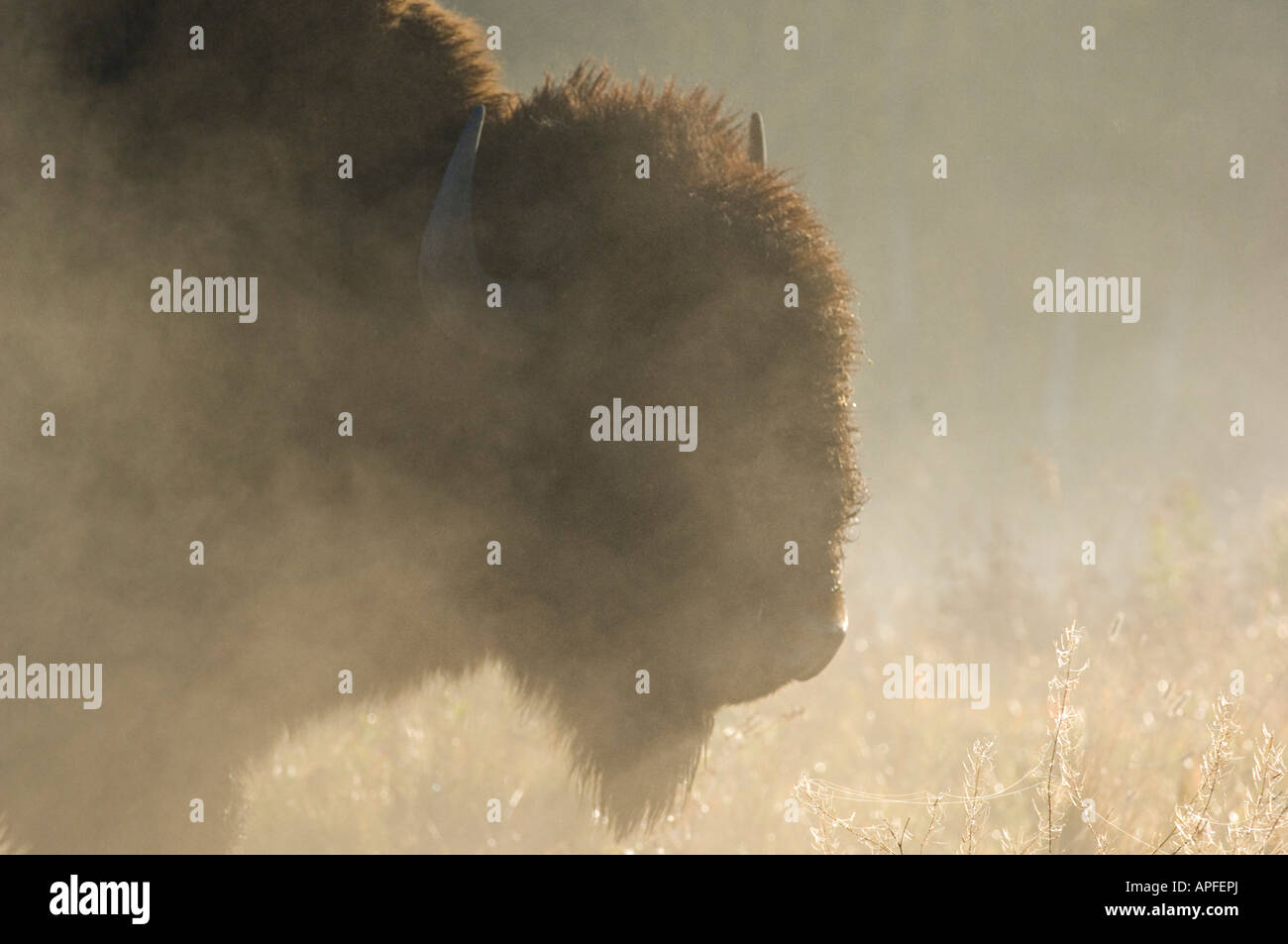 Wild bison hi-res stock photography and images - Alamy