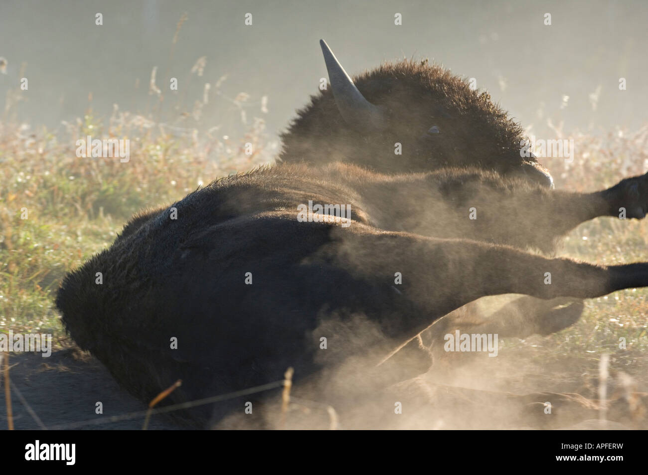 Bison Laying Down High Resolution Stock Photography and Images - Alamy