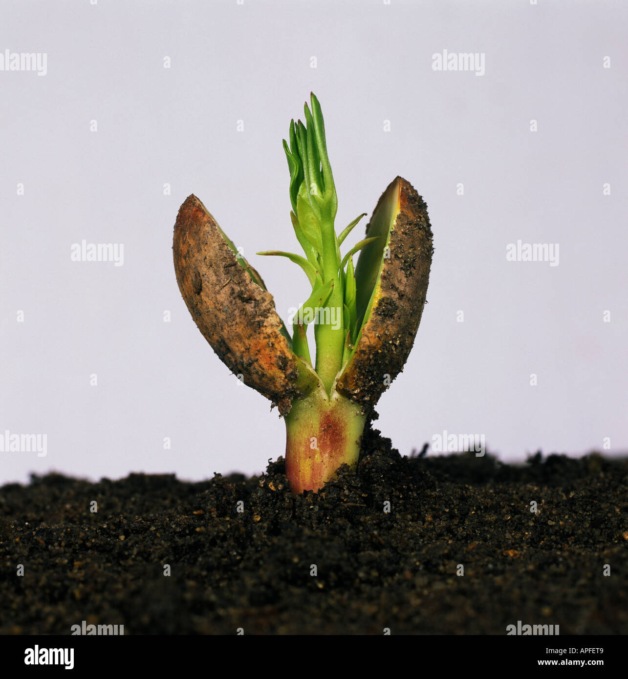 Germinating peanut seed large cotyledon food reserves first true leaves ...