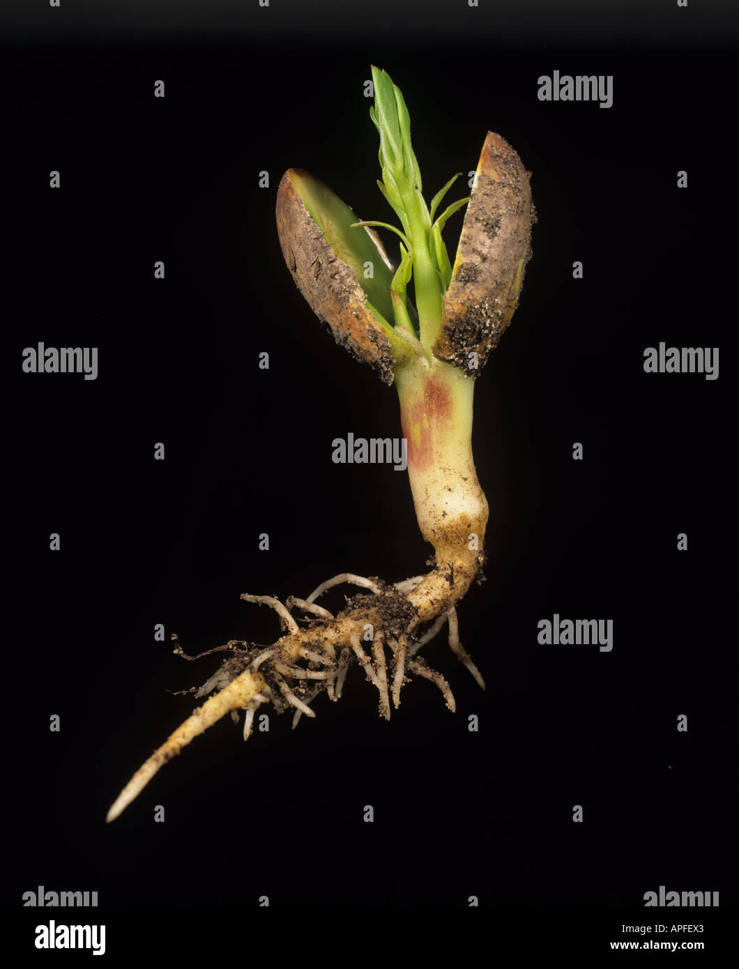 Young peanut seedling cotyledons green hi-res stock photography and ...