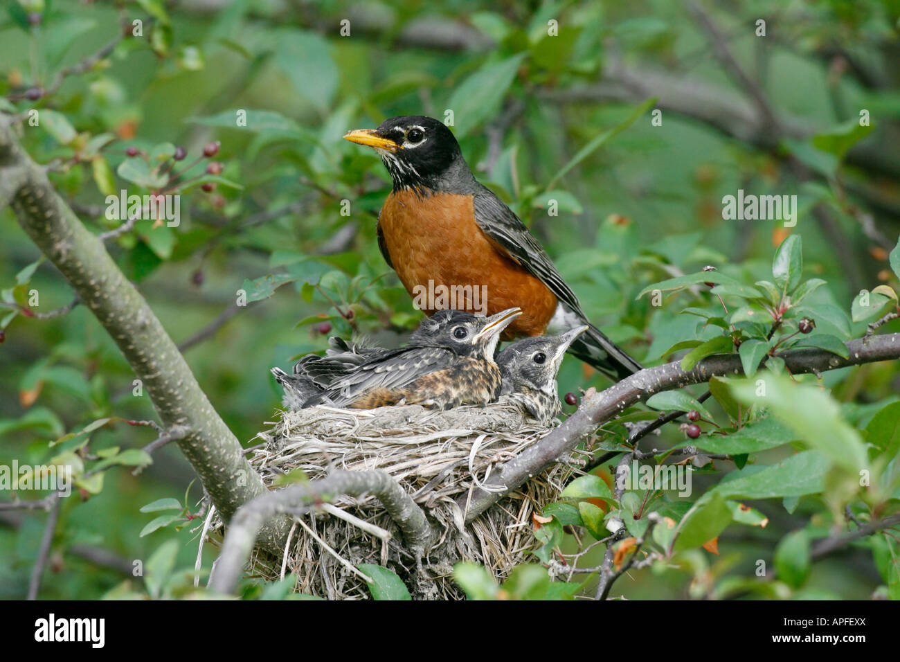 American Robin Perched at Nest with Nestlings Stock Photo - Alamy