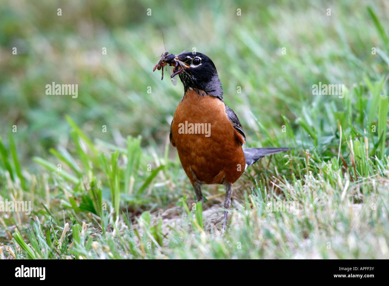 American robin insect hi-res stock photography and images - Alamy