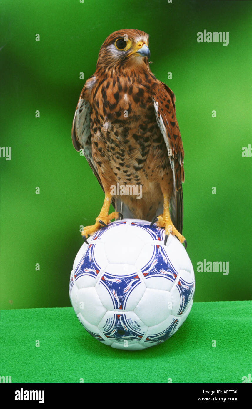 Football hawk eye hi-res stock photography and images - Alamy