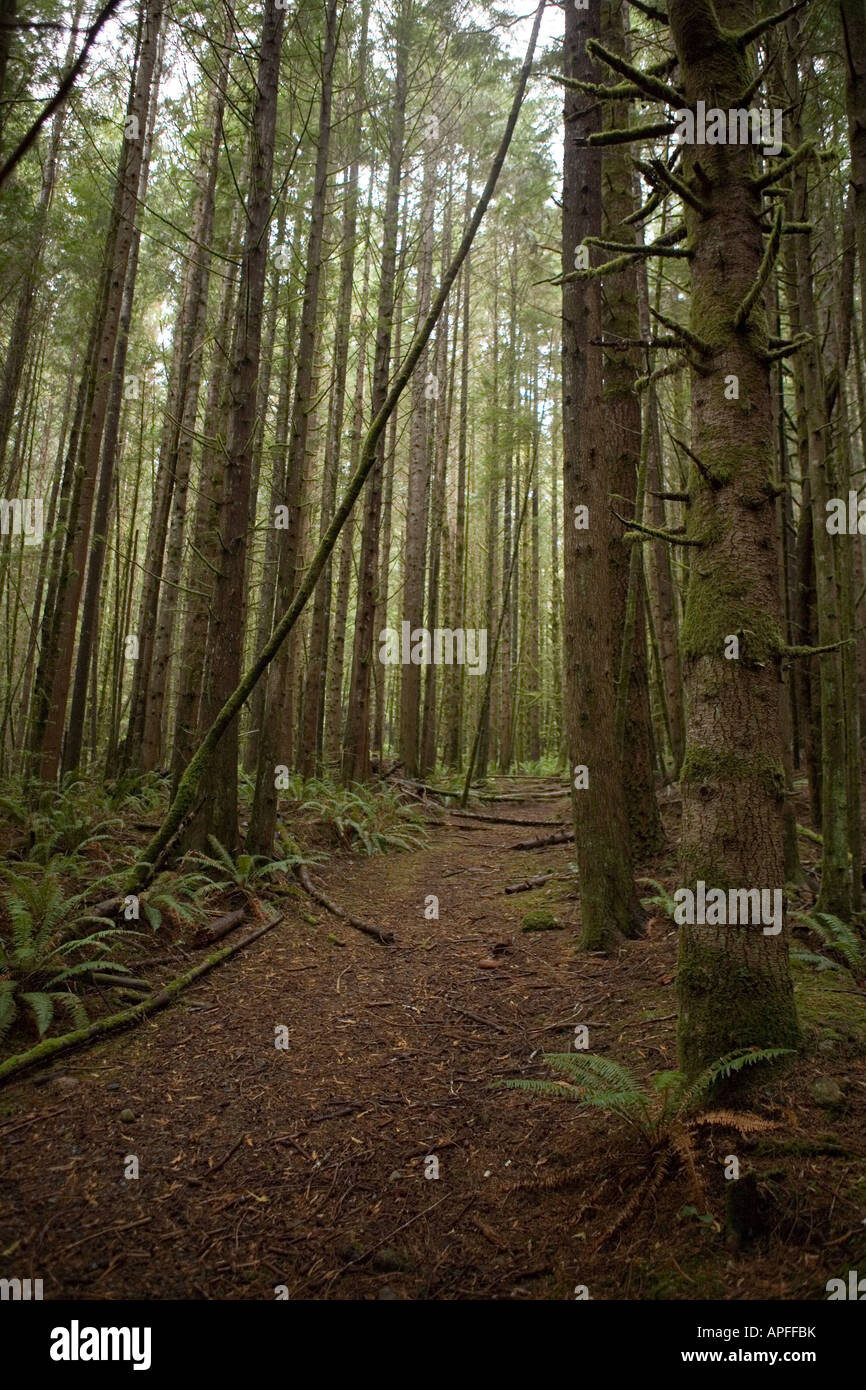The temperate coastal rainforest Stock Photo - Alamy