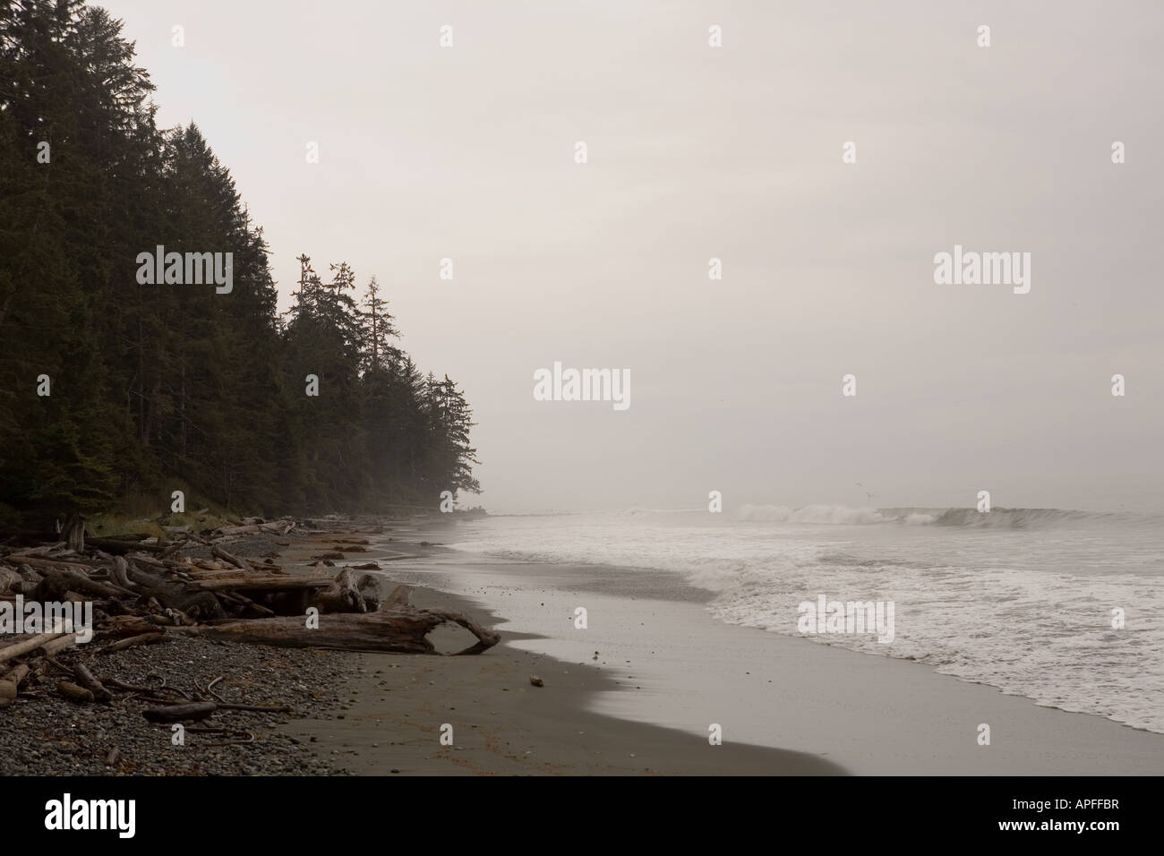 Temperate Rainforest And Beach In The Fog High Resolution Stock ...