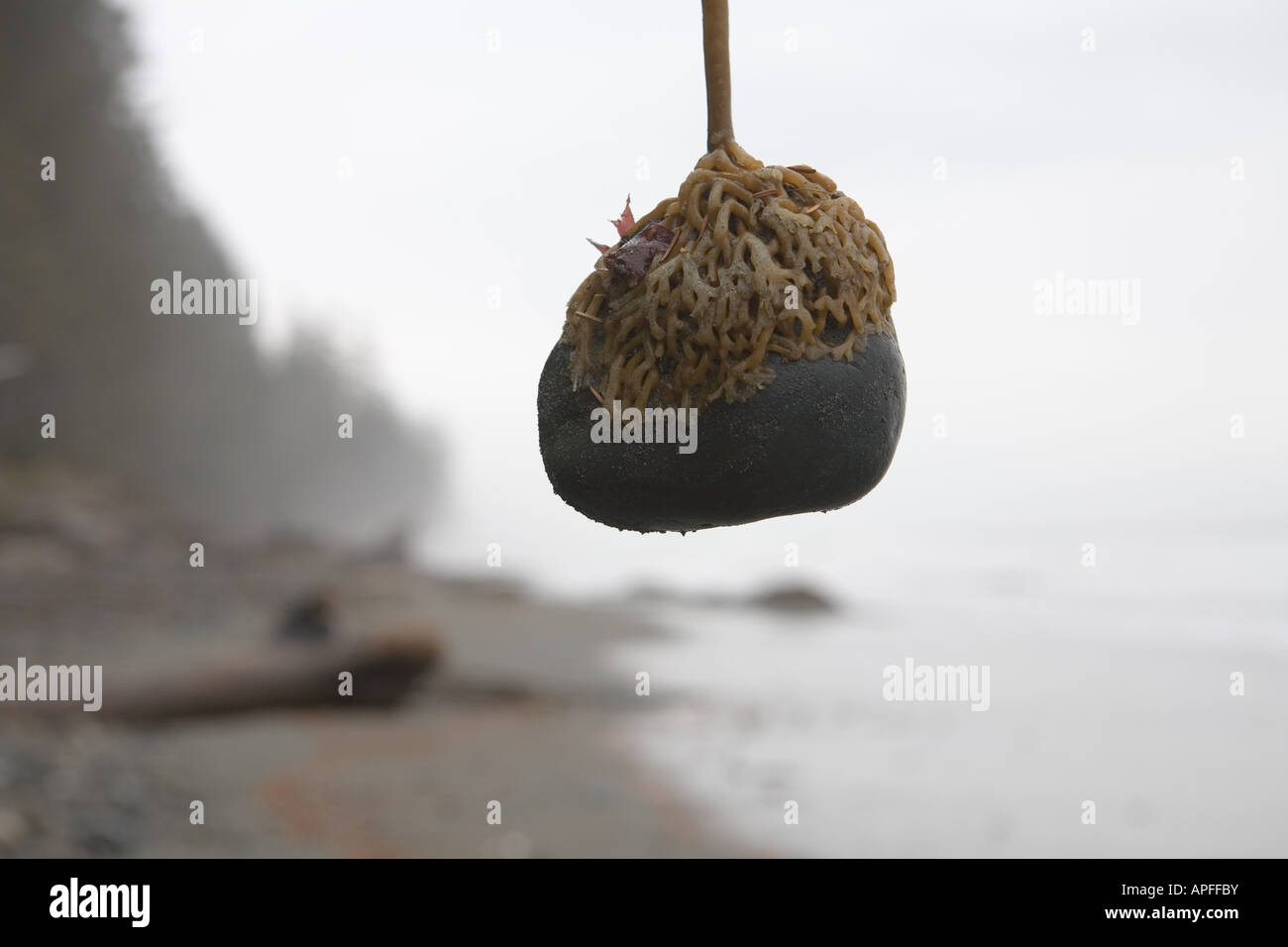 A beach at the edge of the coastal temperate rainforest Stock Photo - Alamy