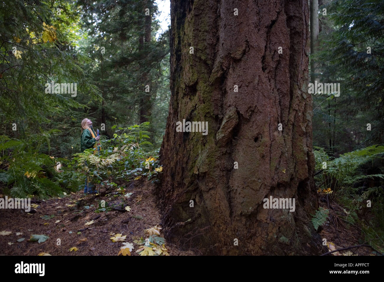 The temperate coastal rainforest Stock Photo - Alamy
