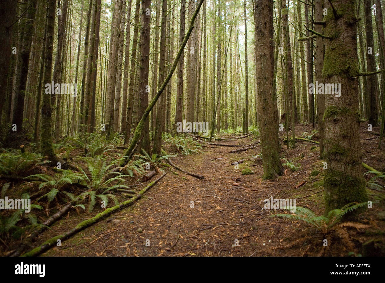 A trail through the temperate coastal rainforest Stock Photo - Alamy