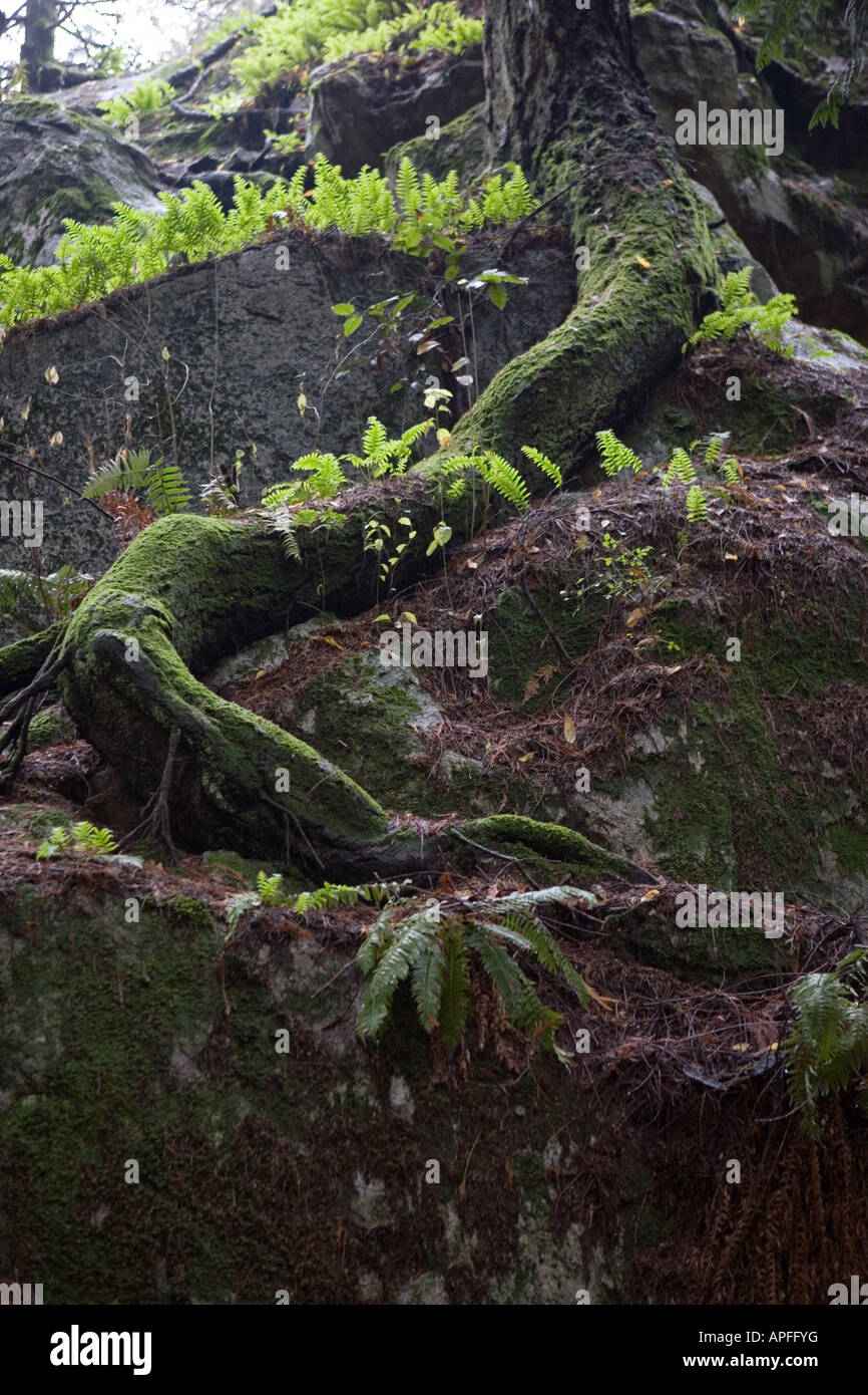 A tree's roots search for nutrients in the rocky soil of the temperate ...