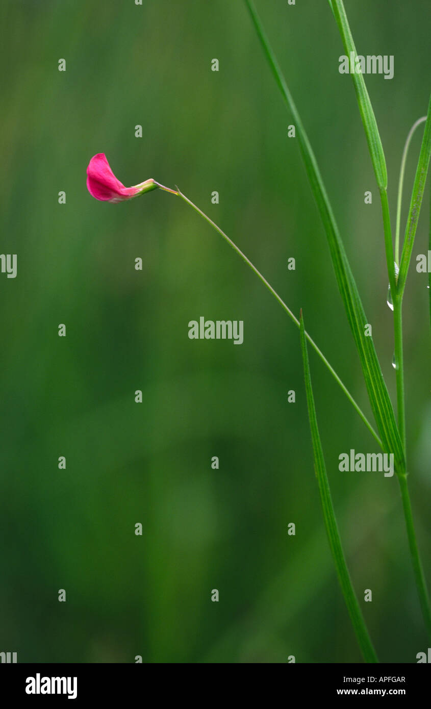 Grass Vetchling Flower Stock Photo - Alamy