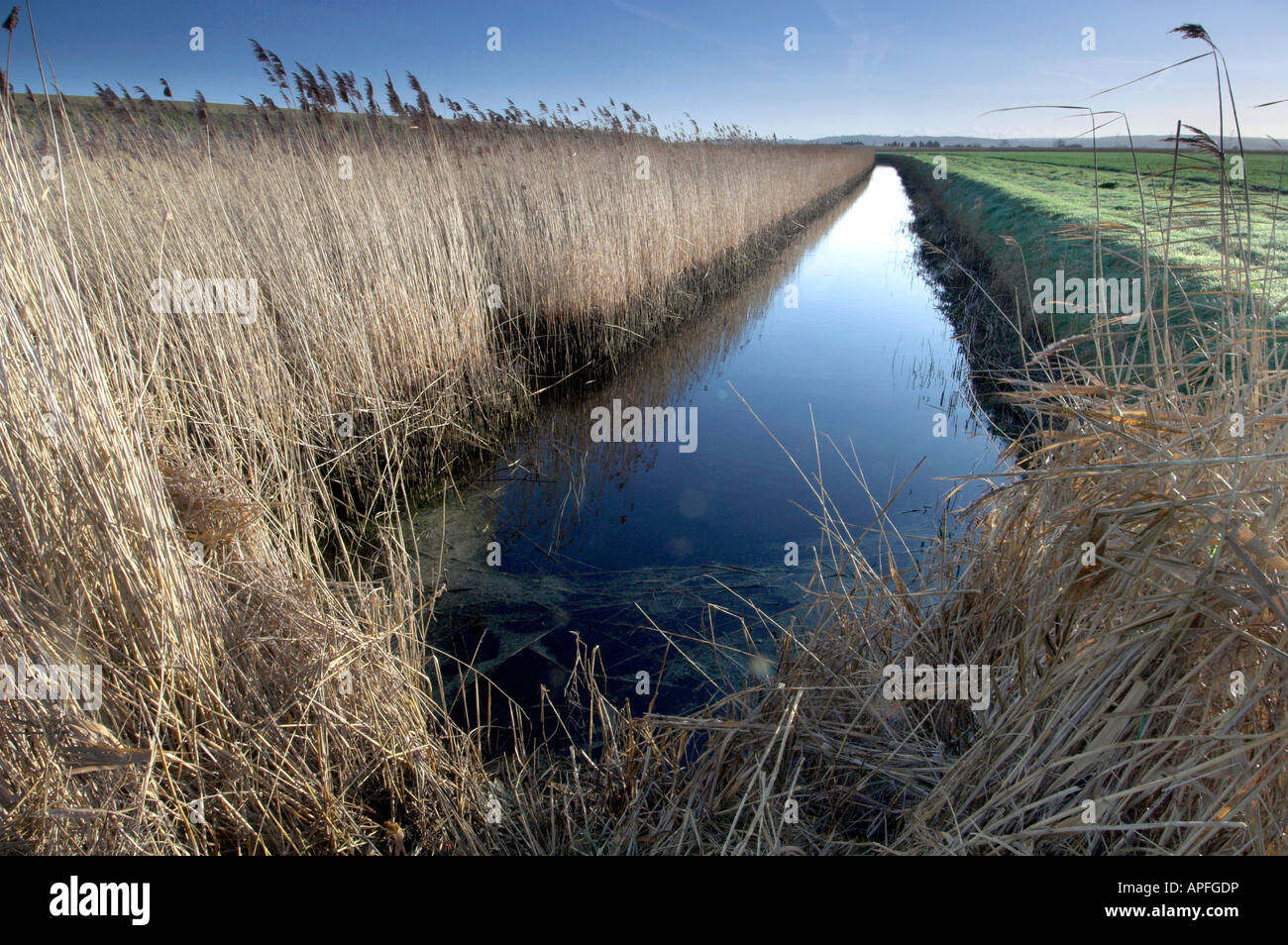 Common Reed Phragmites australis along ditch South Swale nature reserve ...