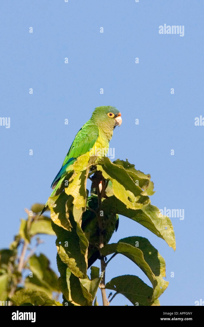 Orange-fronted Parakeet Aratinga canicularis San Blas Nayarit Mexico 21 ...