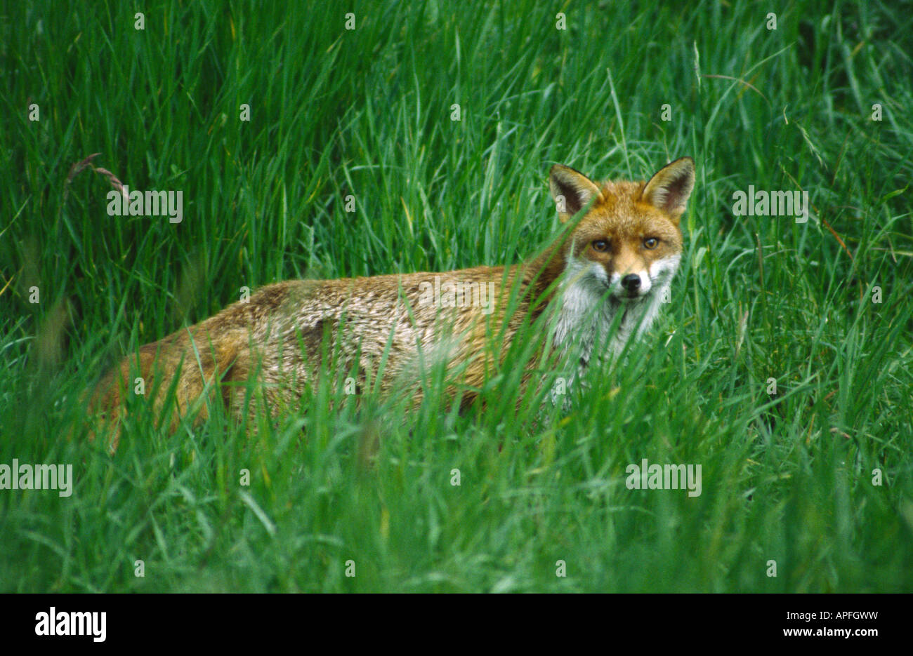 Fox In Grassland Stock Photo - Alamy