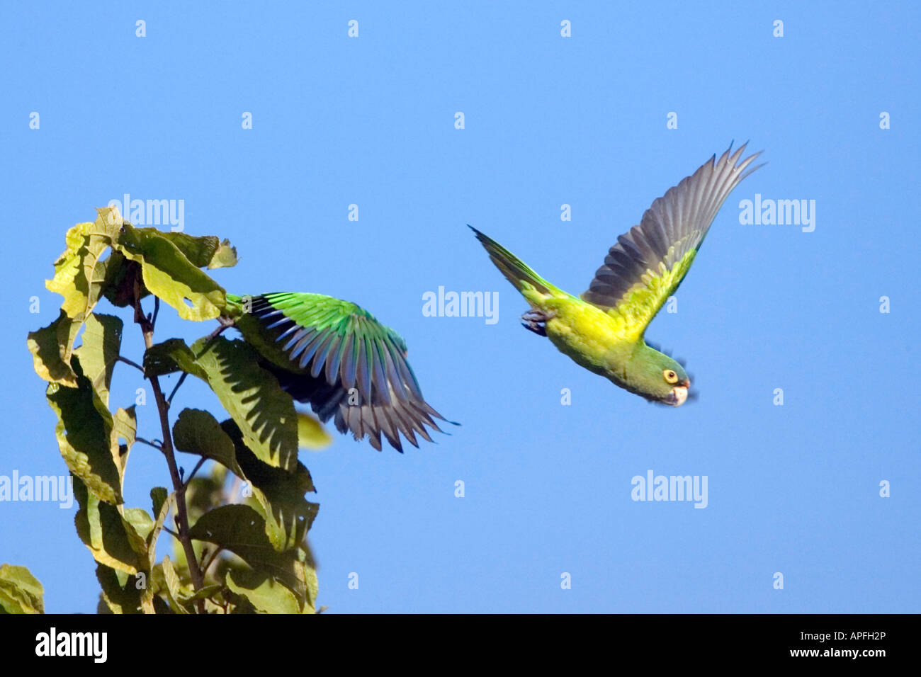 Orange Fronted Conure