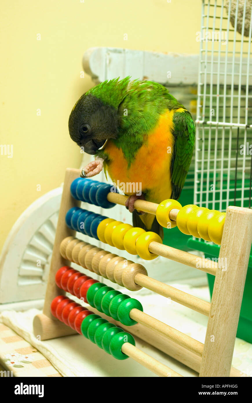 Senegal Parrot sitting on a wooden toy Stock Photo - Alamy