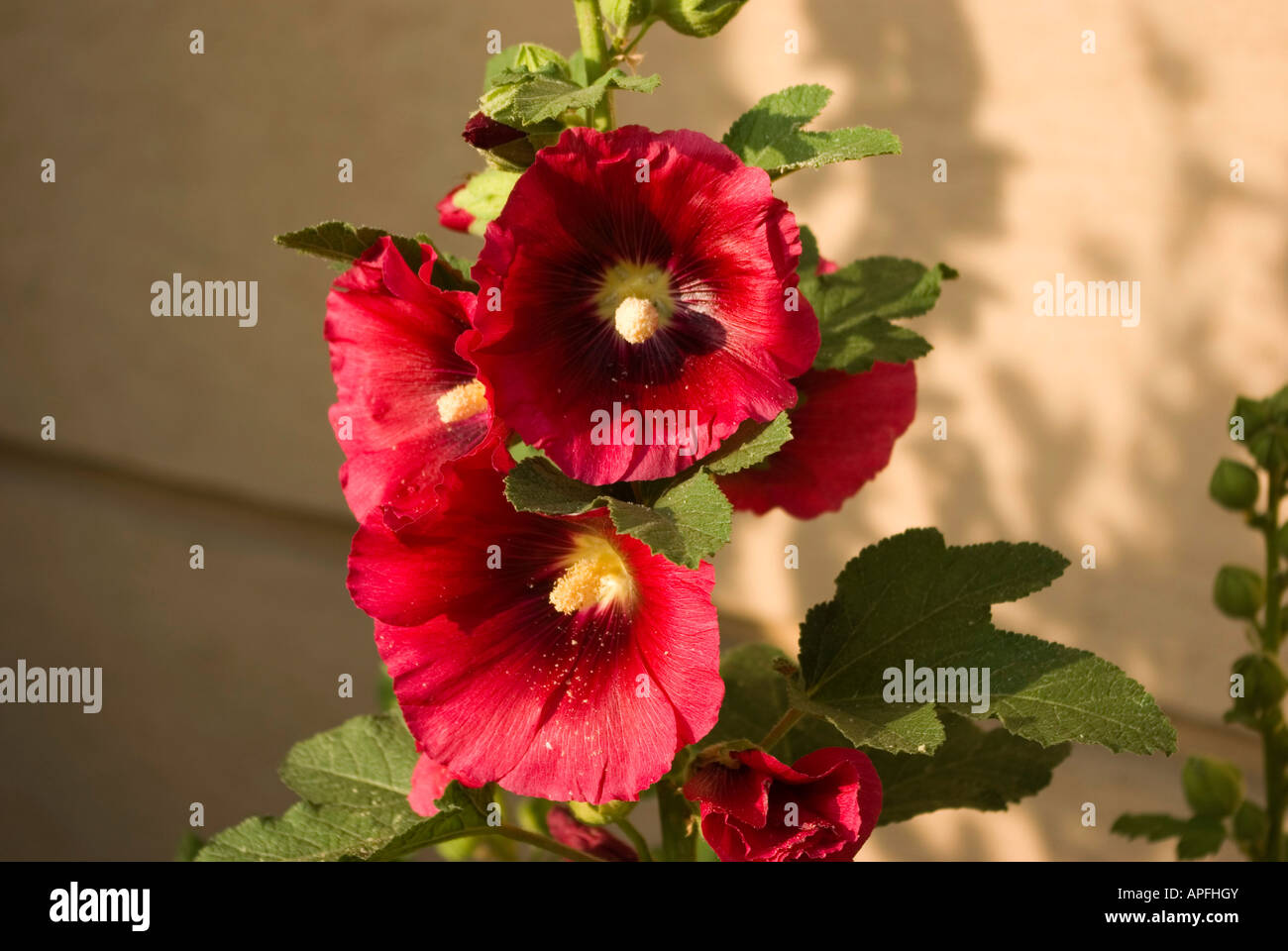 Common Hollyhock Alcea rosea flower in blossom Stock Photo - Alamy