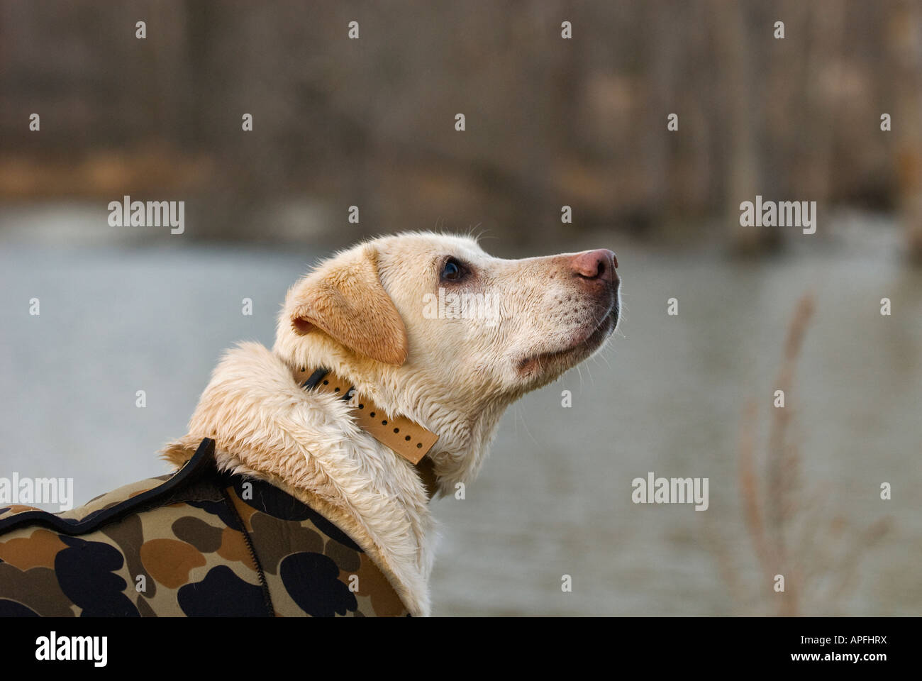 Yellow Labrador Retriever Watching the Sky for Incoming Ducks - Webster ...