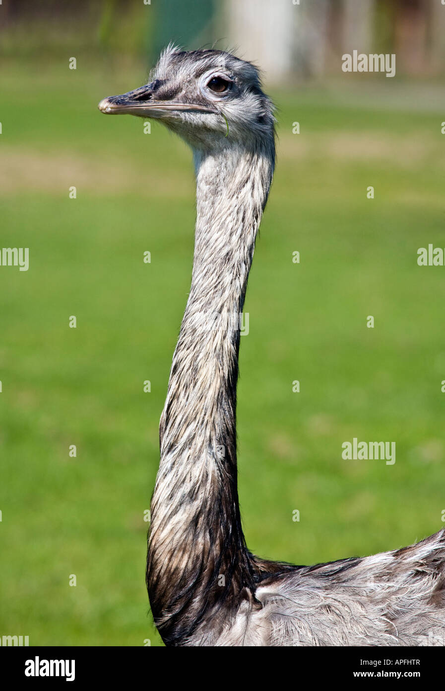 South American Greater Rhea "Rhea Americana" close up of head and neck ...