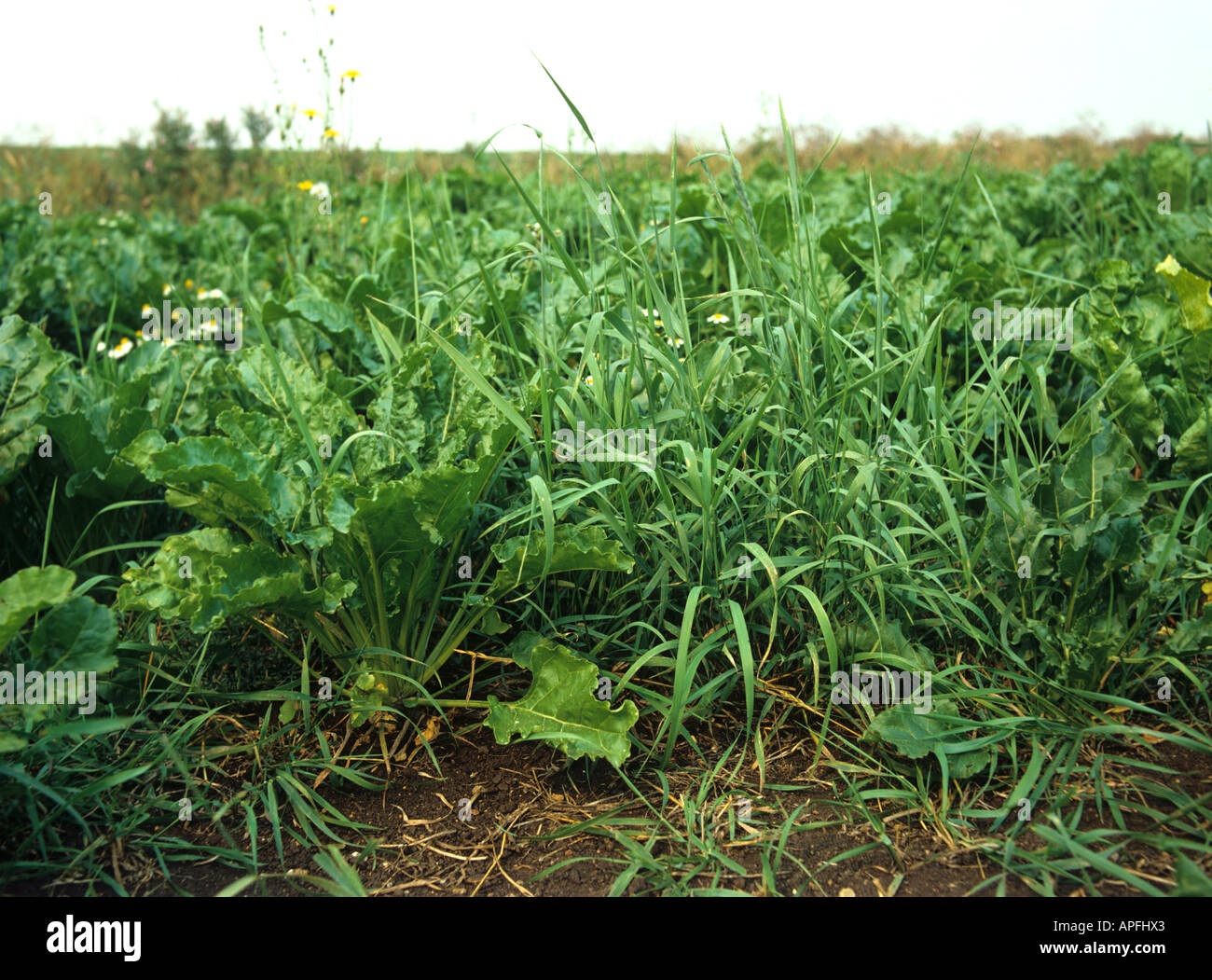 Couch or twitch Agropyron repens flowering in a young sugar beet crop ...