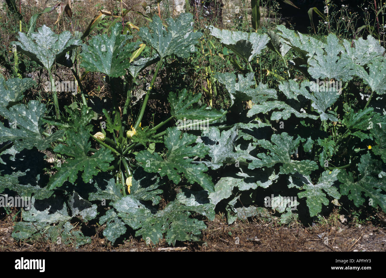 Powdery Mildew Sphaerotheca fuliginea on courgette foliage Stock Photo ...