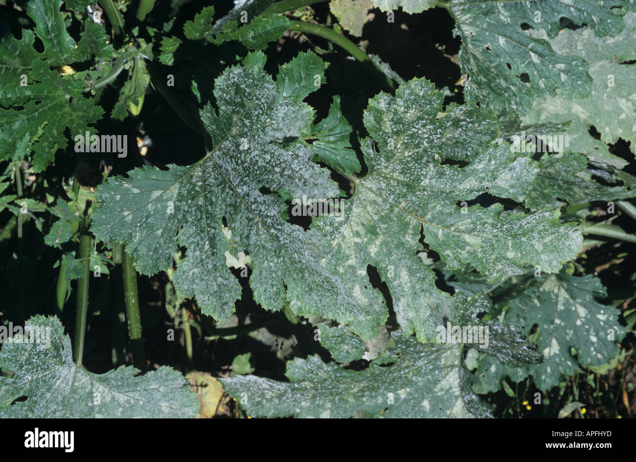 Powdery Mildew Sphaerotheca fuliginea on courgette foliage Stock Photo ...