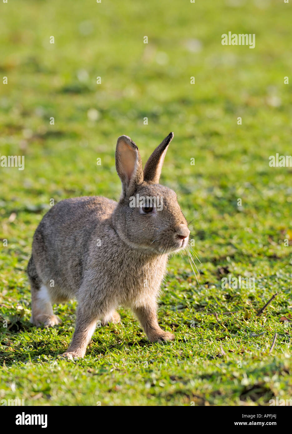 Rabbit Oryctolagus cuniculus Stock Photo - Alamy