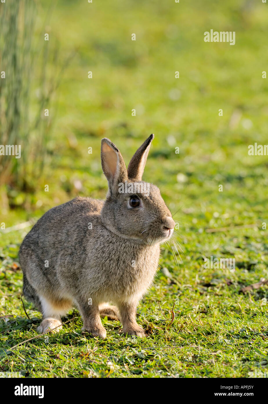 Rabbit Oryctolagus cuniculus Stock Photo - Alamy