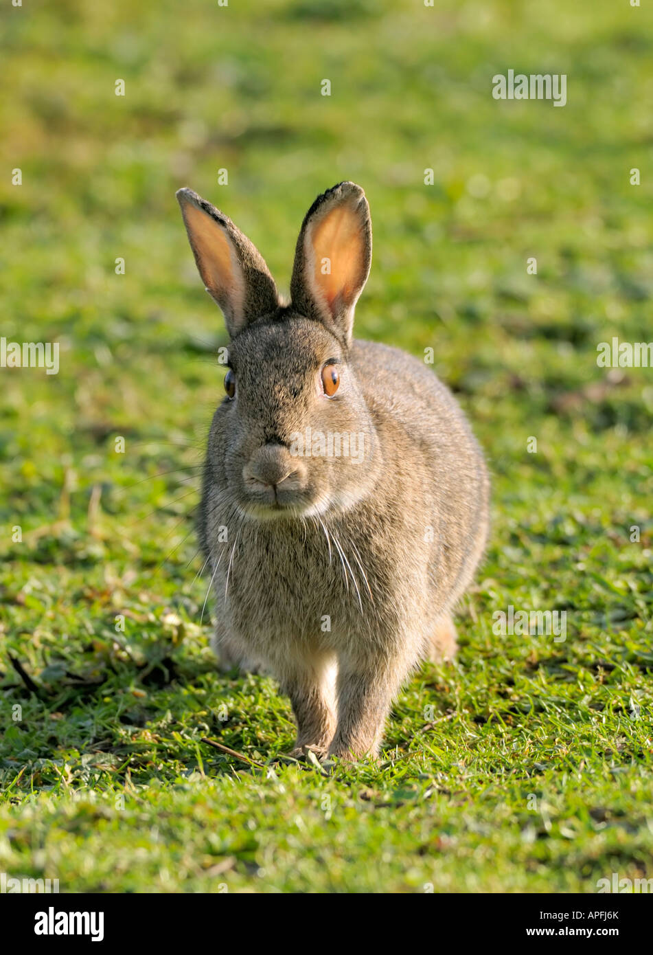 Rabbit Oryctolagus cuniculus Mammal Lagomorph Stock Photo - Alamy