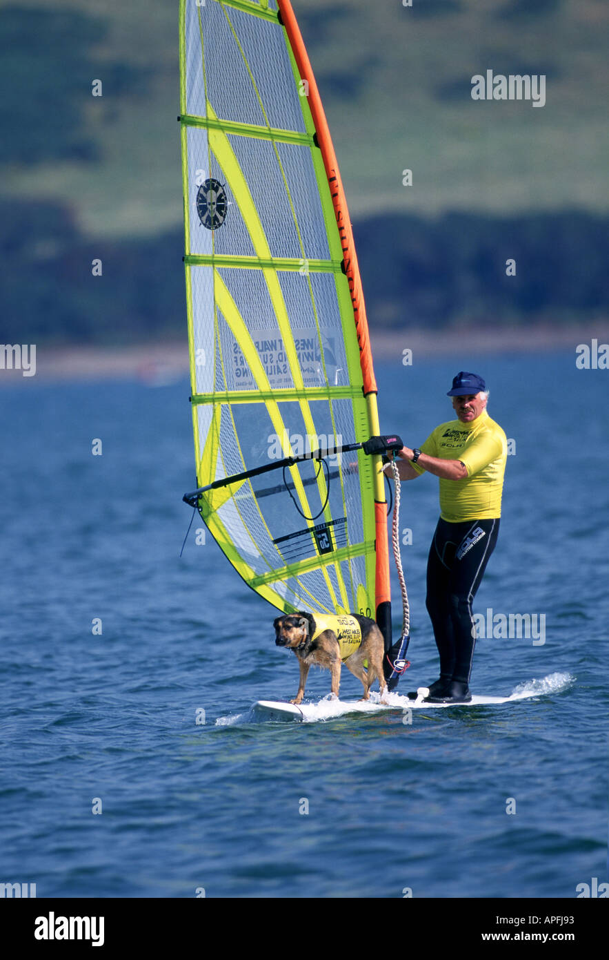 Dog on windsurfer hi-res stock photography and images - Alamy