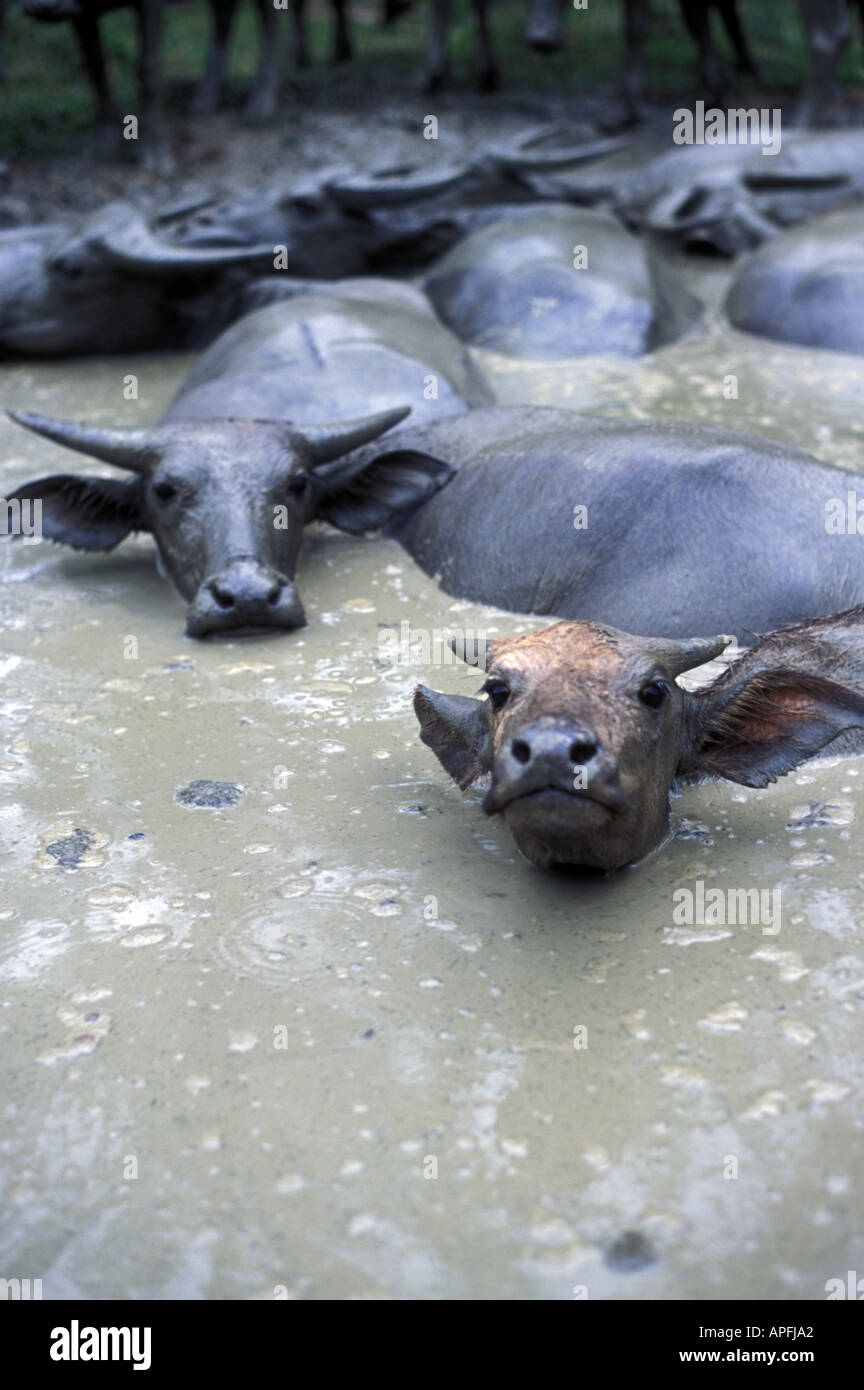 Water Buffalo wallow in mud, Malaysia Stock Photo - Alamy