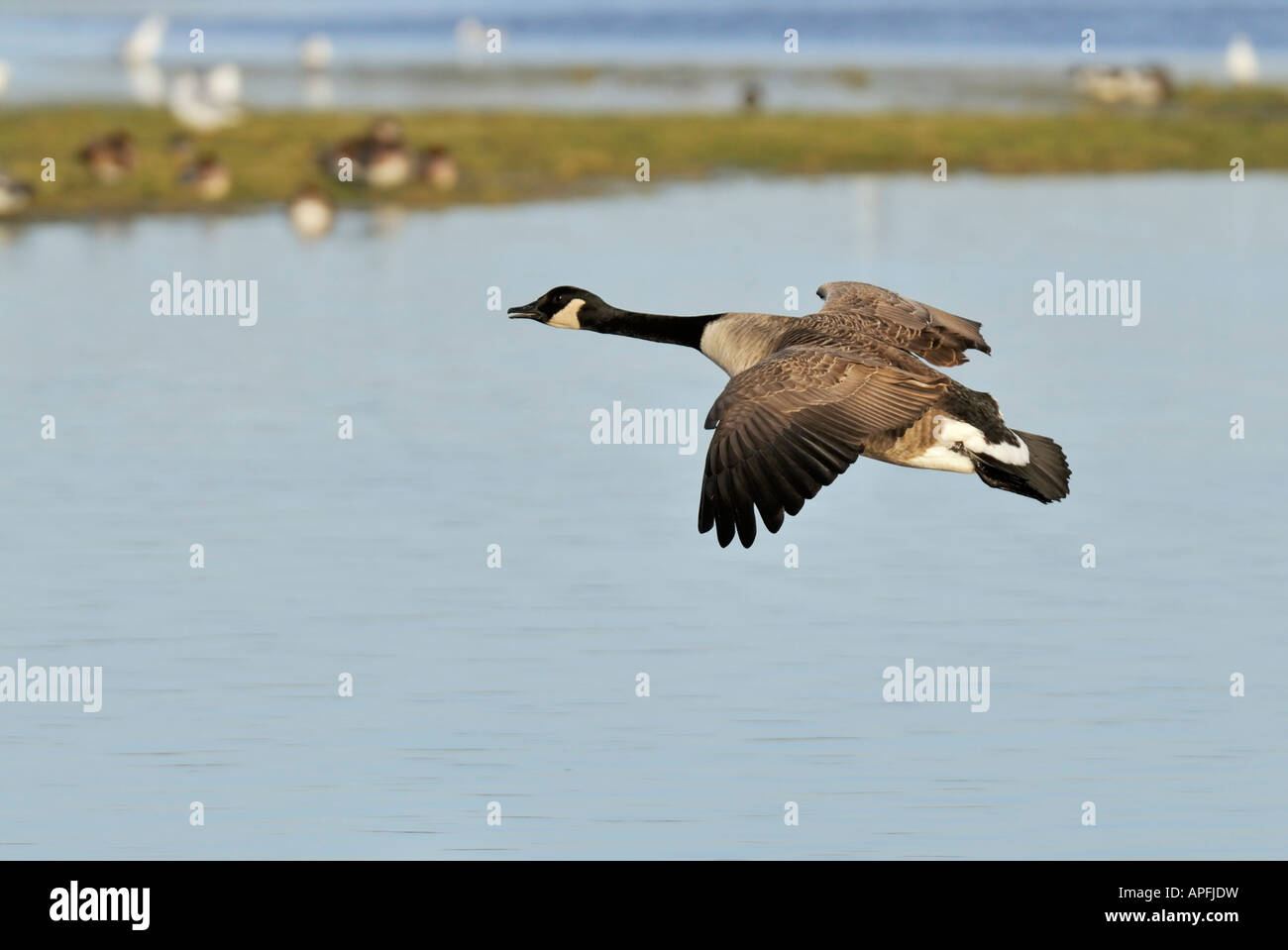 Canada Goose Branta canadensis In flight over water Stock Photo - Alamy