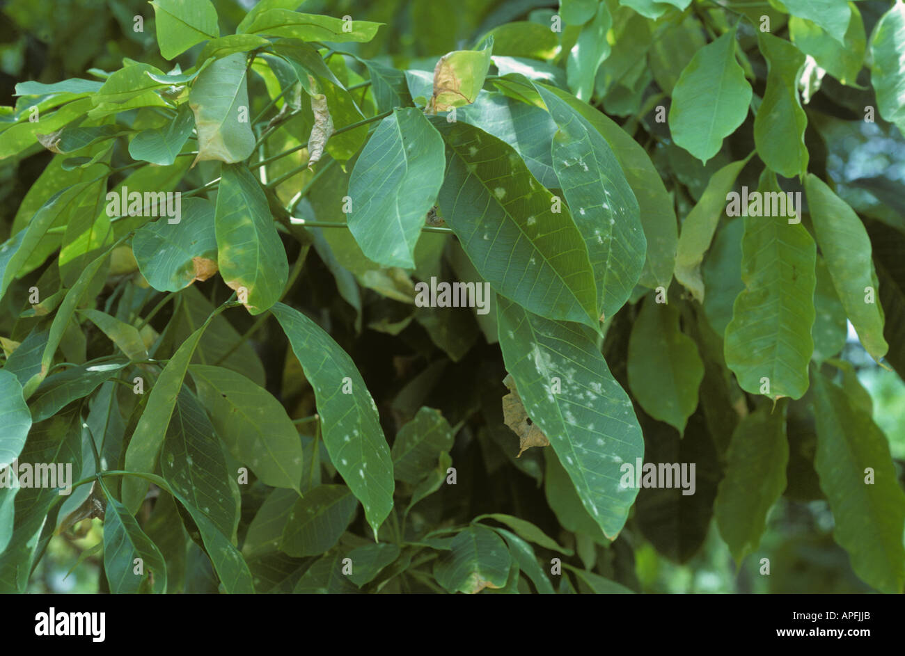 Oidium leaf disease Oidium heveae infection on rubber leaves Malaysia ...